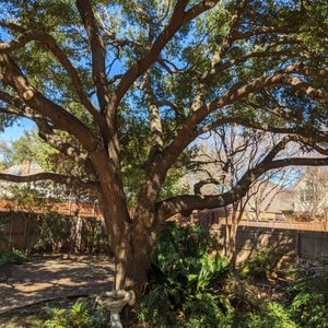 AFFORDABLE TREE CARE - 36 Photos & 19 Reviews - 13904 Josey Ln, Dallas ...