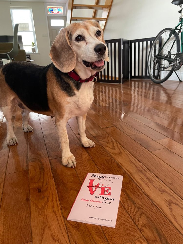 MAGIC DOGS - Updated December 2025 - Request Consultation ...