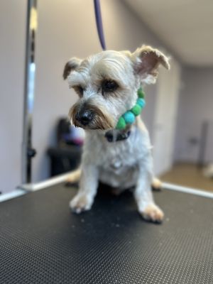 PAWSH PAWS PET PARLOR - Updated October 2025 - 53 Photos - 3710 Abbott ...