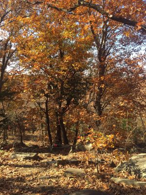 KEYSTONE ANCIENT FOREST - Updated October 2024 - 18 Photos - 160 ...