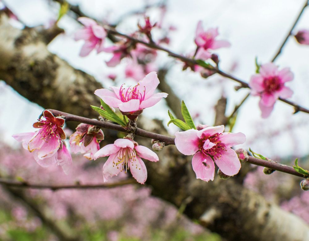 ROGERS ORCHARDS - SUNNYMOUNT - Updated January 2026 - 220 Photos & 52 ...