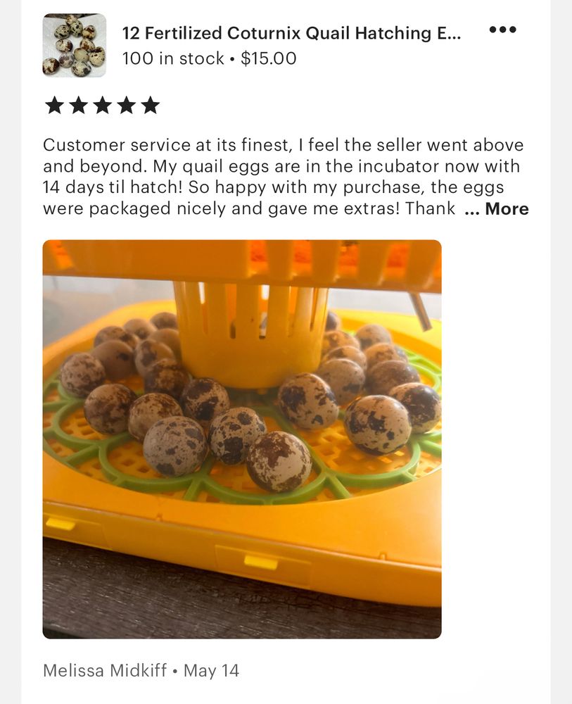 THE HAPPY HOMESTEAD - Updated October 2024 - 1305 Fairway Ave, Ormond ...