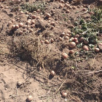 MILLER FARMS - Updated July 2025 - 96 Photos & 79 Reviews - 9040 Hwy 66 ...