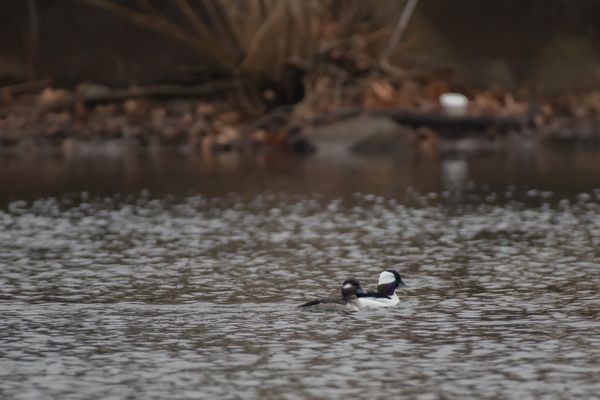 PENNINGTON PARK - Updated October 2025 - 16 Photos - 372 McBride Ave ...