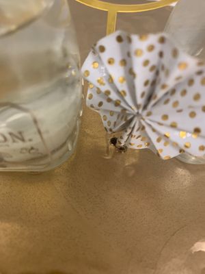 LUCILA CAKES BIRD STORE THE ORIGINAL - Updated January 2025 - 233 ...