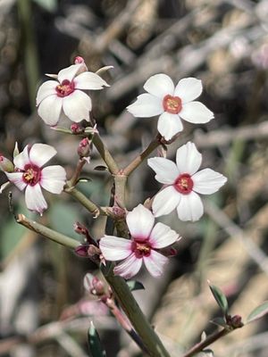 UCR BOTANIC GARDENS - Updated January 2026 - 699 Photos & 136 Reviews ...