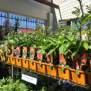 FLOWER POWER GARDEN CENTRE TAREN POINT - Updated August 2025 - Taren ...