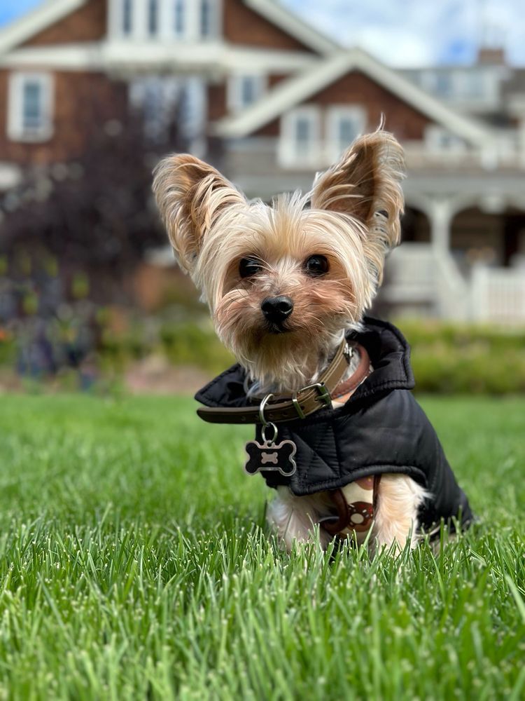 TOY BREED RESCUE - Updated December 2025 - 22 Photos & 47 Reviews ...