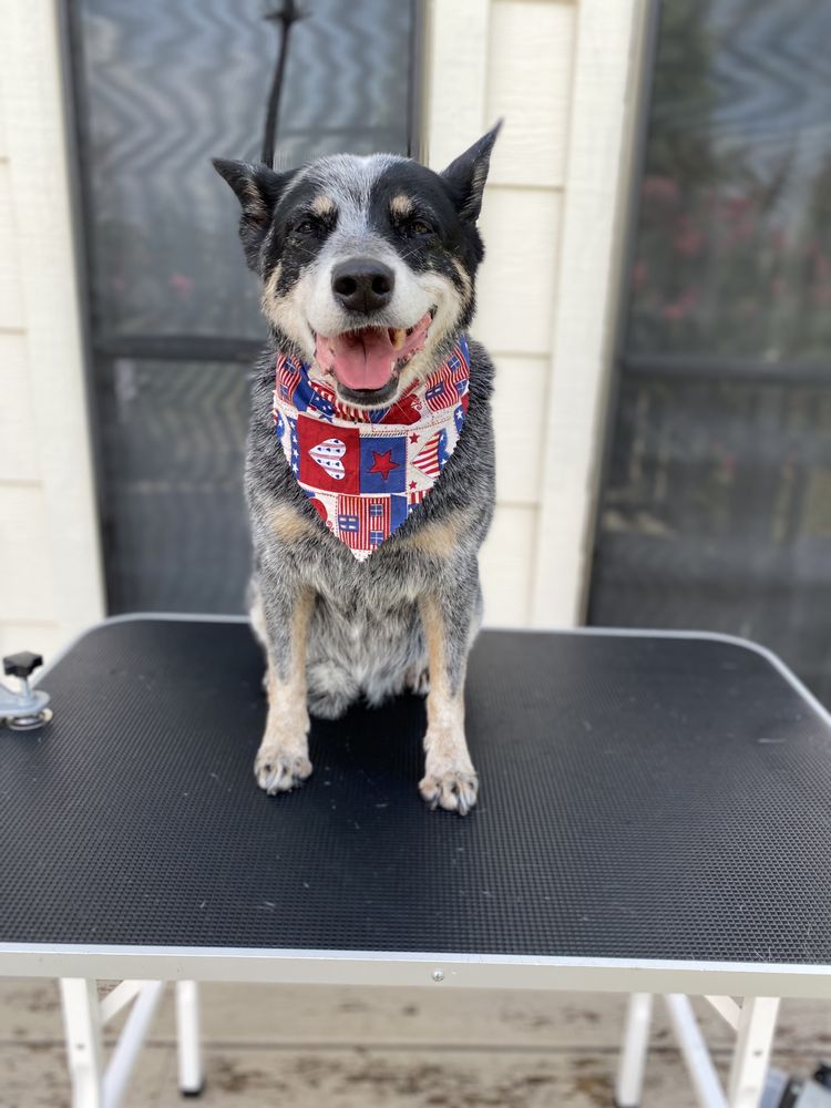 KATTY DOGS SPA - 10 Photos - Leander, Texas - Pet Groomers - Phone ...