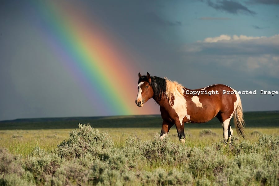 RAINBOW BRIDGE PET CREMATORY - Updated April 2026 - 17 Photos & 28 ...