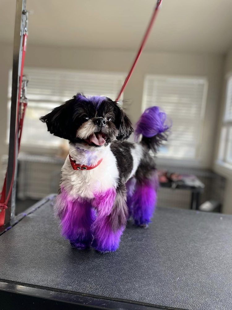 PUPPY KISSES PAWLOR - Updated January 2026 - 23 Photos - 121 Cibolo ...