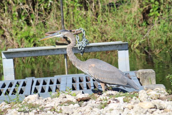 CREW - BIRD ROOKERY SWAMP - Updated November 2024 - 166 Photos & 23 ...