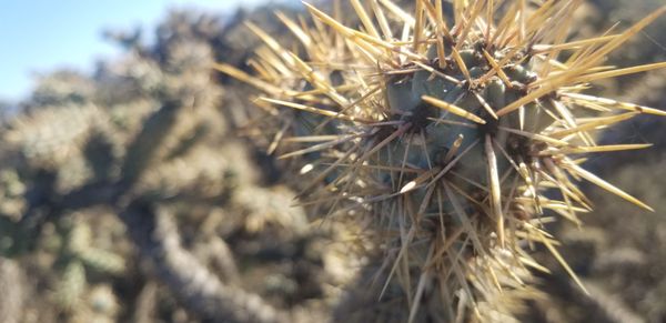 TURTLE ROCK VIEWPOINT TRAIL - Updated January 2025 - 255 Photos ...