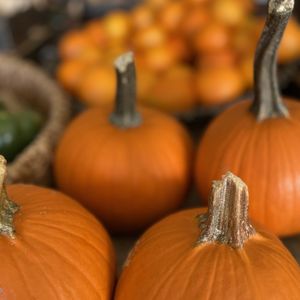 PYBURNS FARM FRESH FOODS - Updated February 2025 - 25 Photos & 28 ...