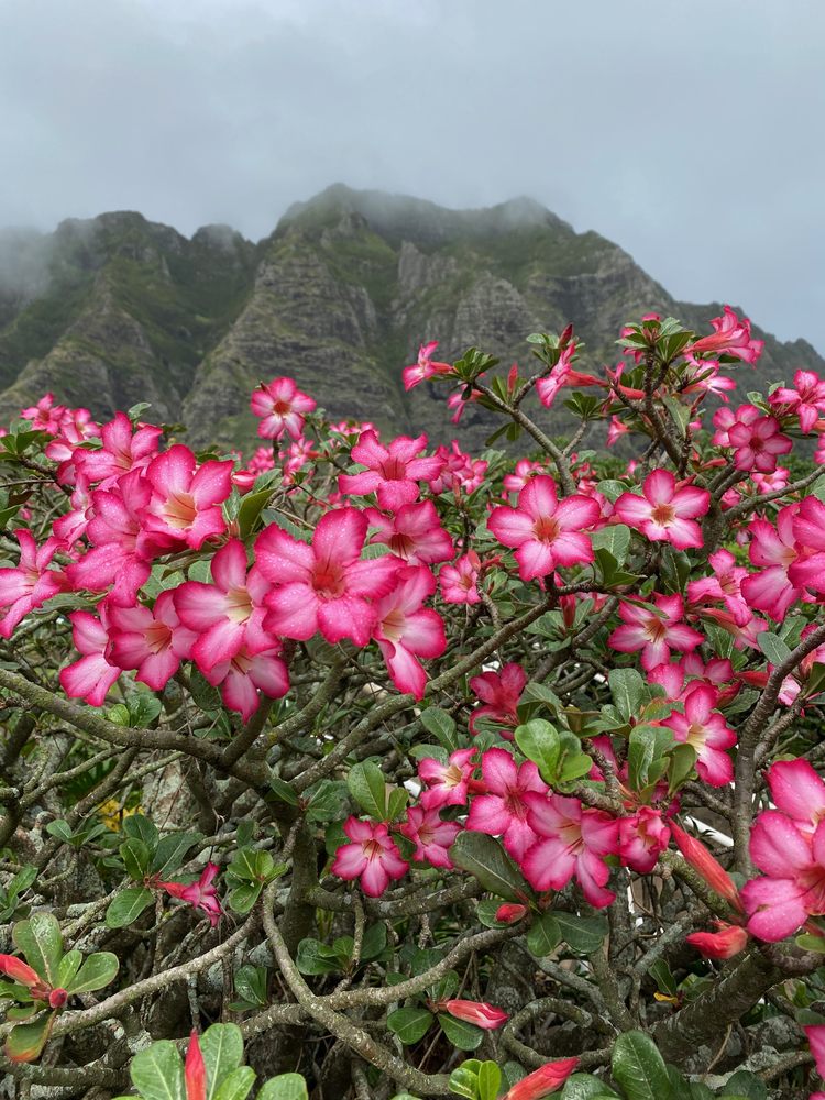 PATRICK K LUM - EXP REALTY - Updated October 2025 - 16 Photos & 20 ...