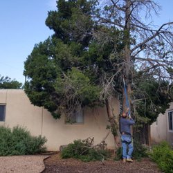 BLOSSOM TREES - 42 Photos & 37 Reviews - Albuquerque, New Mexico - Tree ...