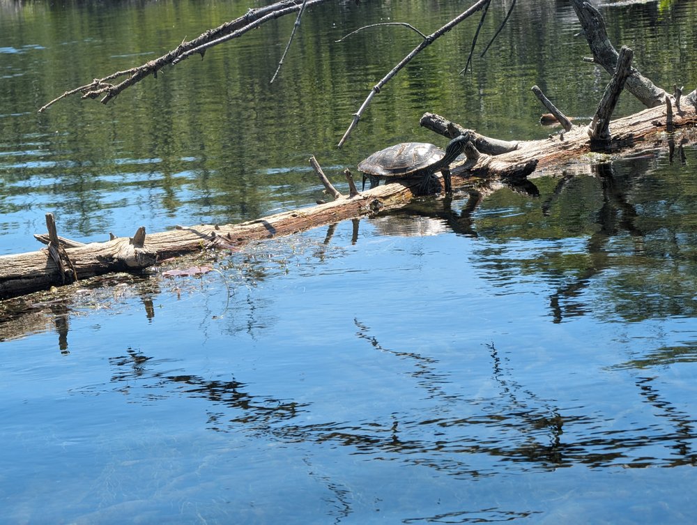 ALVINA’S CANOE & BOAT RENTALS - Updated October 2025 - 11 Photos - 6470 ...