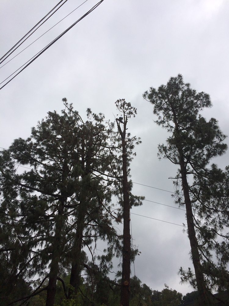 ACOTILLO TREE SERVICE - Updated June 2024 - 17 Photos & 17 Reviews ...