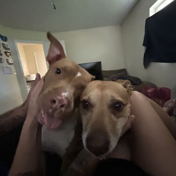 SUNCOAST HUMANE SOCIETY - Updated December 2025 - 13 Photos & 21 ...