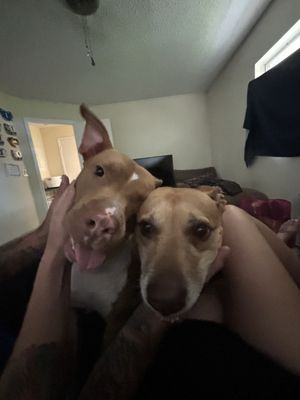 SUNCOAST HUMANE SOCIETY - Updated December 2025 - 13 Photos & 21 ...