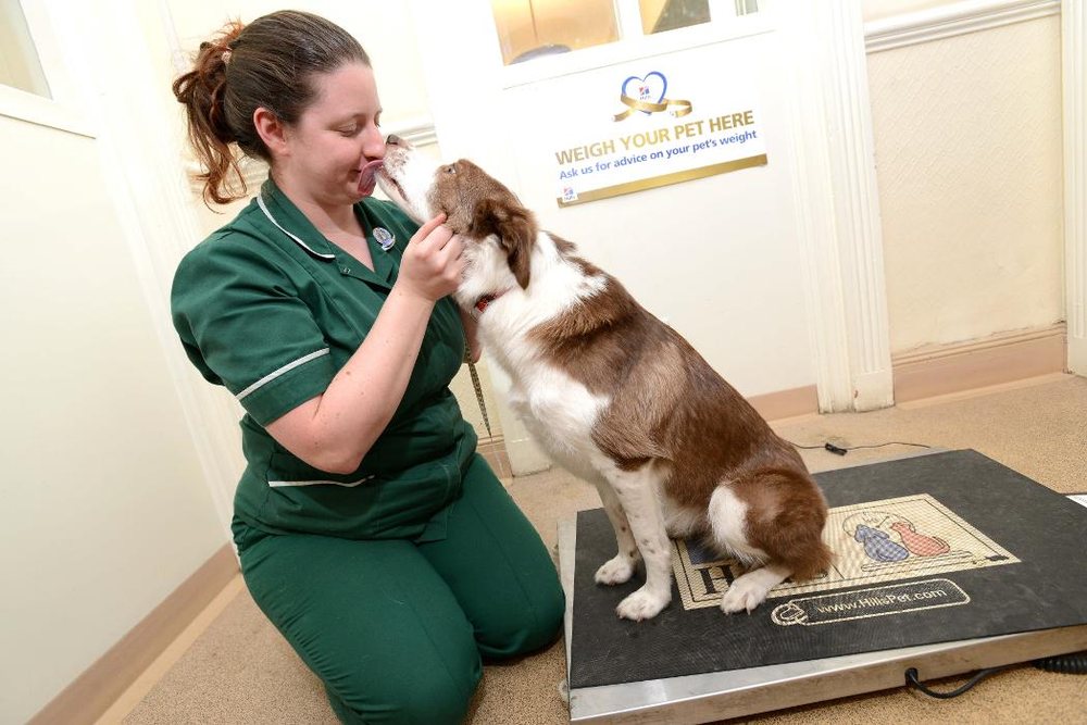 RAOUL DOWDING VETERINARY SURGERONS - Updated October 2025 - 19 Photos ...