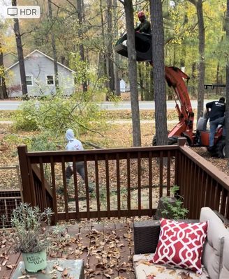 TIMBERMAN TREE SERVICE - Updated November 2025 - 75 Photos & 42 Reviews ...