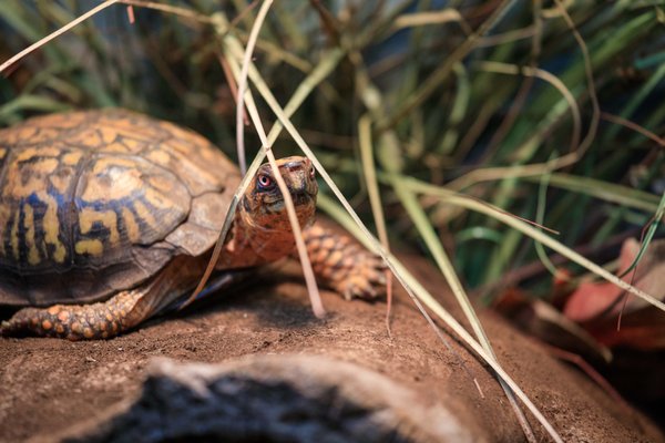 TRAILSIDE MUSEUMS & ZOO - Updated November 2025 - 188 Photos & 34 ...