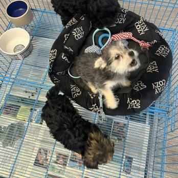 TINYTYKES PUPPIES - Updated August 2025 - 36 Photos & 27 Reviews - 2661 ...