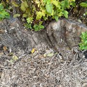 SMITTY’S TREE SERVICE - 77 Photos & 46 Reviews - 12736 S Ridgeway Ave ...