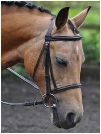 CARDIFF RIDING SCHOOL - Updated September 2025 - Fields Park Rd ...