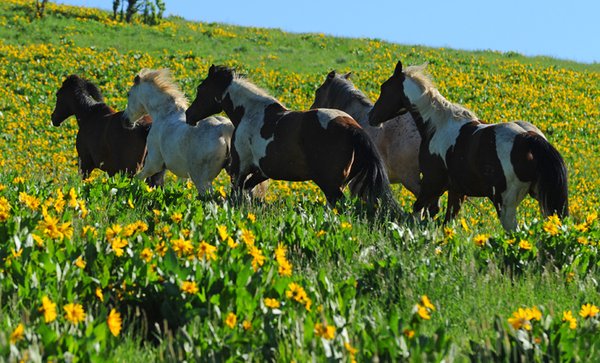 DEL’S TRIANGLE 3 RANCH - Updated October 2025 - 102 Photos & 92 Reviews ...