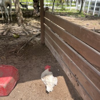 BLUE LAGOON FARM MIAMI - 63 Photos & 31 Reviews - 14451 SW 252nd St ...