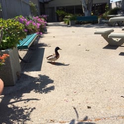 FOUNTAIN VALLEY LIBRARY - 56 Photos & 46 Reviews - 17635 Los Alamos ...