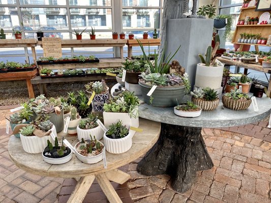 CACTUS & TROPICALS - Updated January 2025 - 147 Photos & 62 Reviews ...