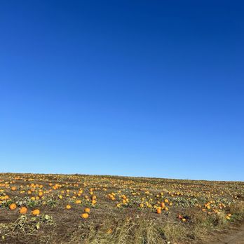 VALA’S PUMPKIN PATCH - Updated October 2025 - 431 Photos & 191 Reviews ...
