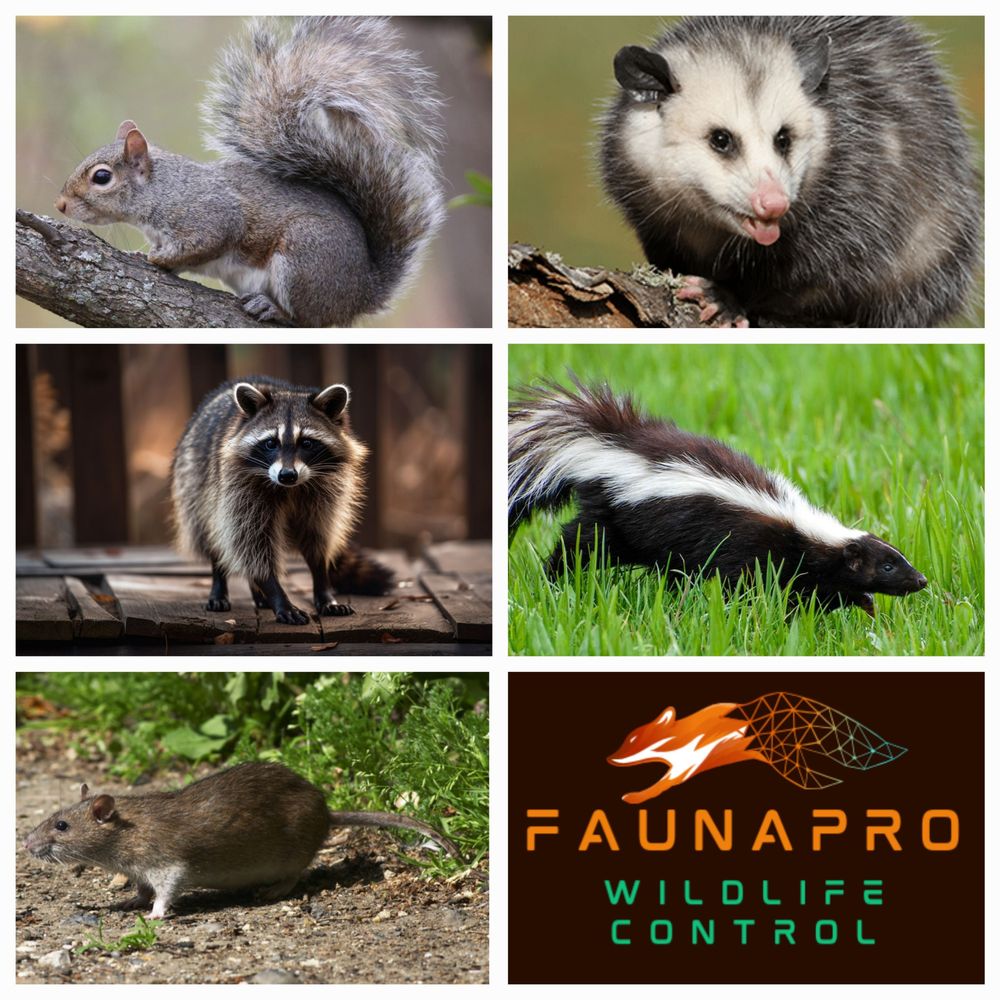 FAUNA PRO WILDLIFE CONTROL - Updated June 2026 - Goreville, Illinois ...