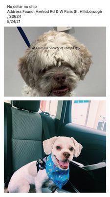 THE MODERN PAWS - Updated September 2024 - 112 Photos & 50 Reviews ...