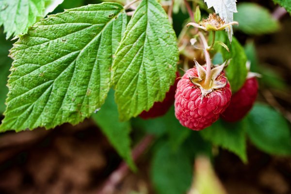 CRYSTAL BAY FARM - 139 Photos & 62 Reviews - 40 Zils Rd, Watsonville ...