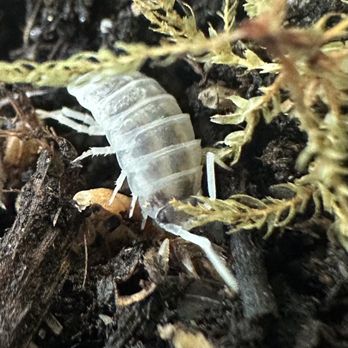 DFW REPTARIUM - Updated December 2025 - 97 Photos & 105 Reviews - 2220 ...