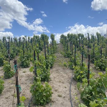 3 HORSE RANCH VINEYARDS - Updated December 2025 - 104 Photos & 62 ...