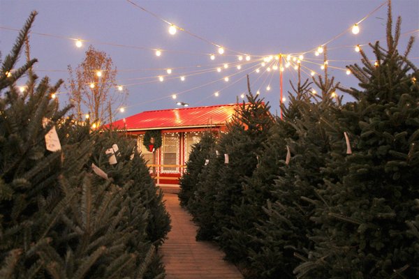 TROSA Christmas Tree Lot, 8160 Renaissance Pkwy, Durham, NC - MapQuest