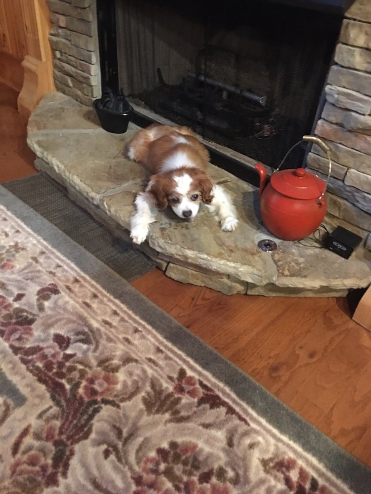 KINDNESS PET HOSPITAL - Updated January 2026 - 19 Photos & 32 Real ...