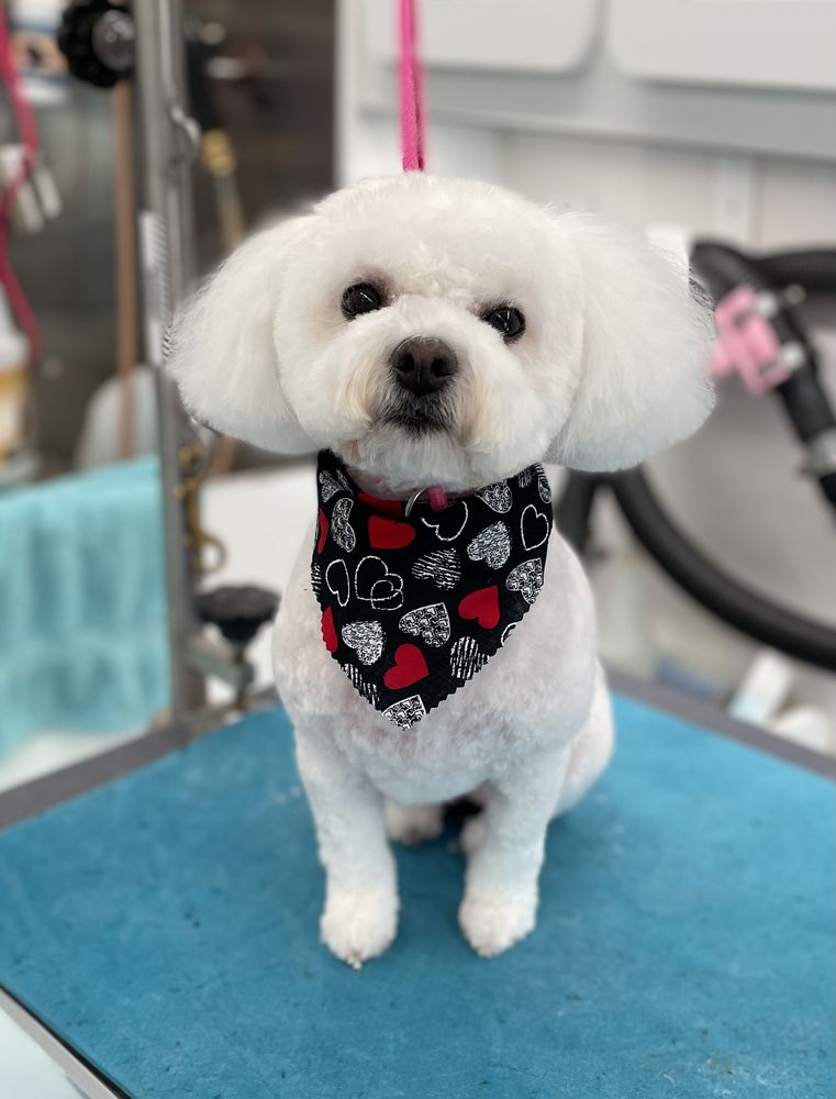 MADS AND BOOMBA’S DOG GROOMING - Updated August 2025 - 11 Photos - Blue ...