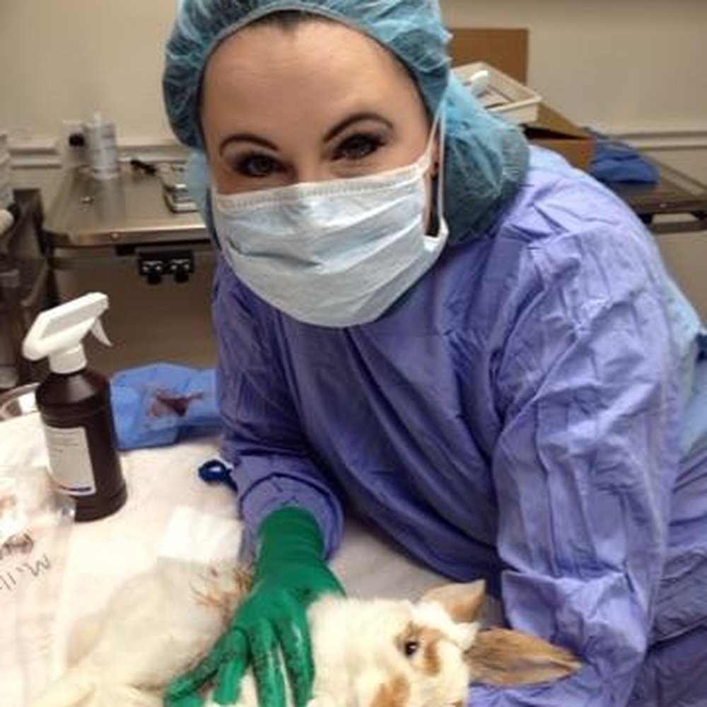 Flower Mound Veterinary Hospital Shaffer O J Dvm | Best Flower Site