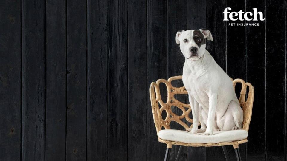 FETCH PET INSURANCE - Updated September 2025 - Request Information ...