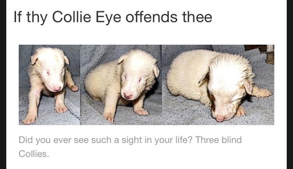 STIRLING COLLIES - Updated September 2025 - 50 Photos - Clearwater ...