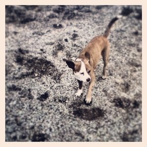 QUARRY RUN DOG PARK - Updated December 2025 - 25 Photos & 20 Reviews ...