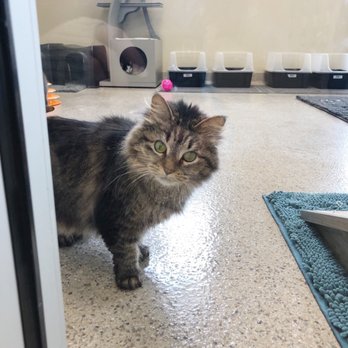 HUMANE SOCIETY FOR HAMILTON COUNTY - Updated December 2025 - 142 Photos ...