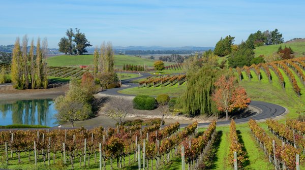 KELLER ESTATE WINERY - 130 Photos & 98 Reviews - 5875 Lakeville Hwy ...