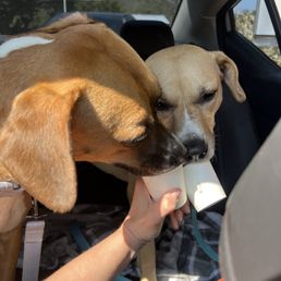 WAGGING TAIL COFFEE CO - Updated December 2025 - 26 Photos & 32 Reviews ...